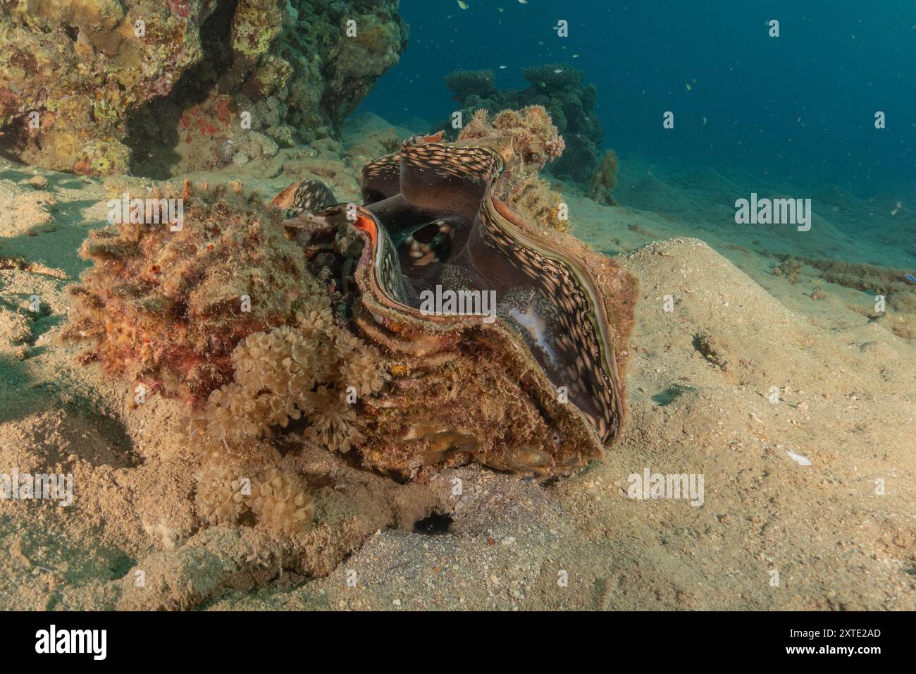 Giant Clam in the Red Sea Colorful and beautiful, Eilat Israel Stock ...