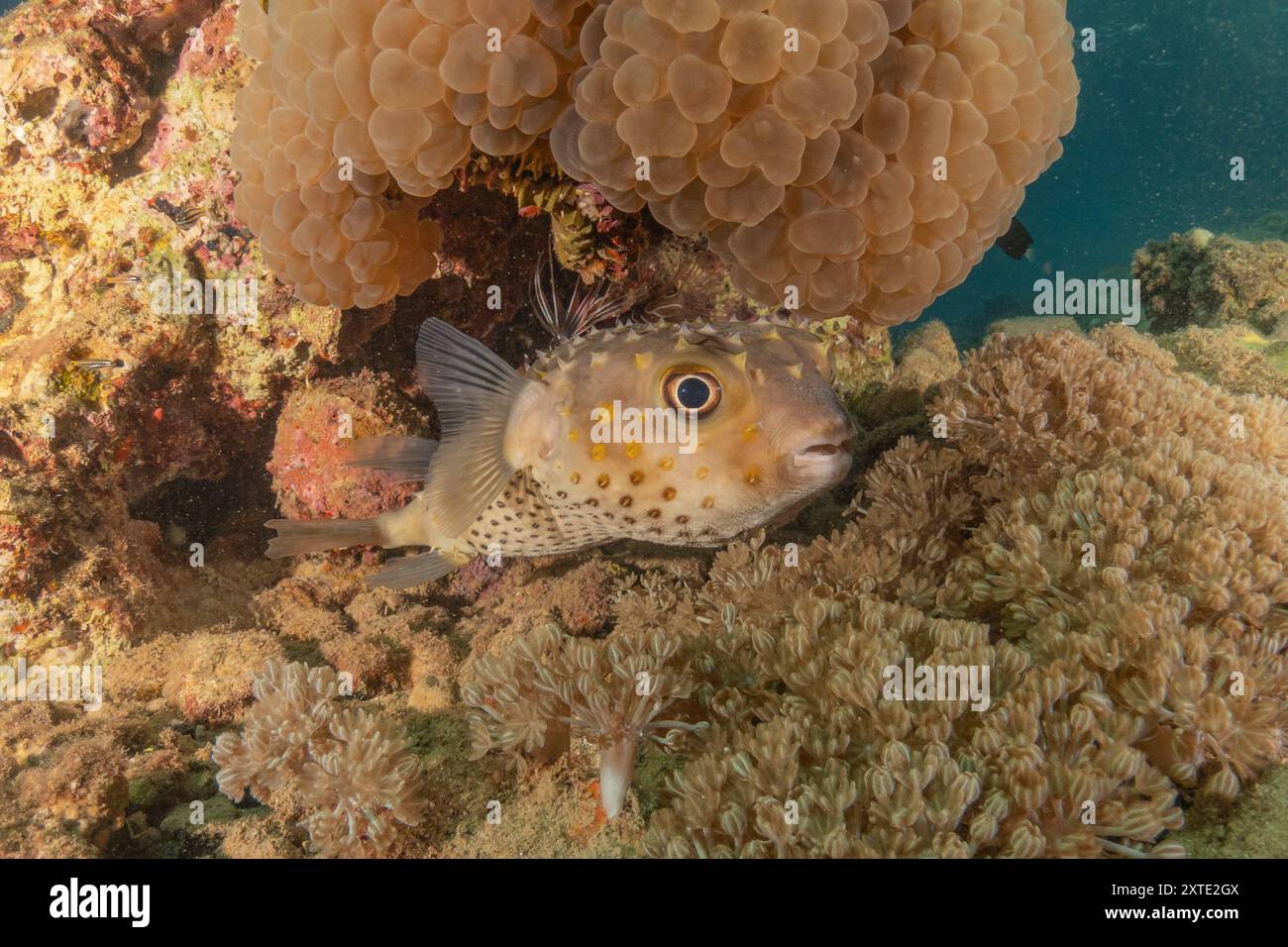 Fish swimming in the Red Sea, colorful fish, Eilat Israel Stock Photo ...