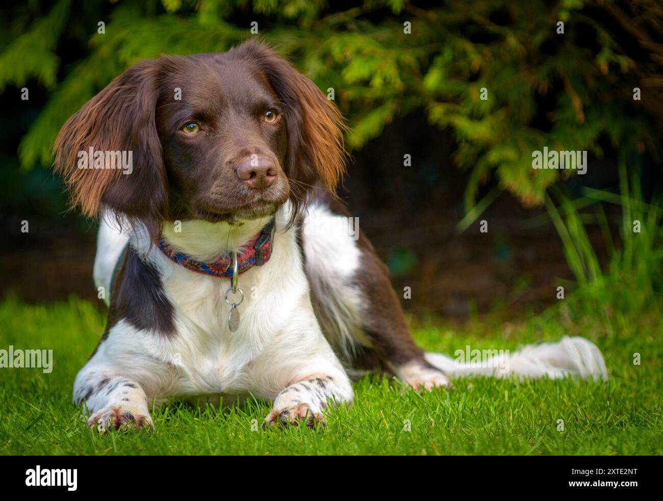 Liver and White English Springer Spaniel Enjoying the Sun on a Grassy ...
