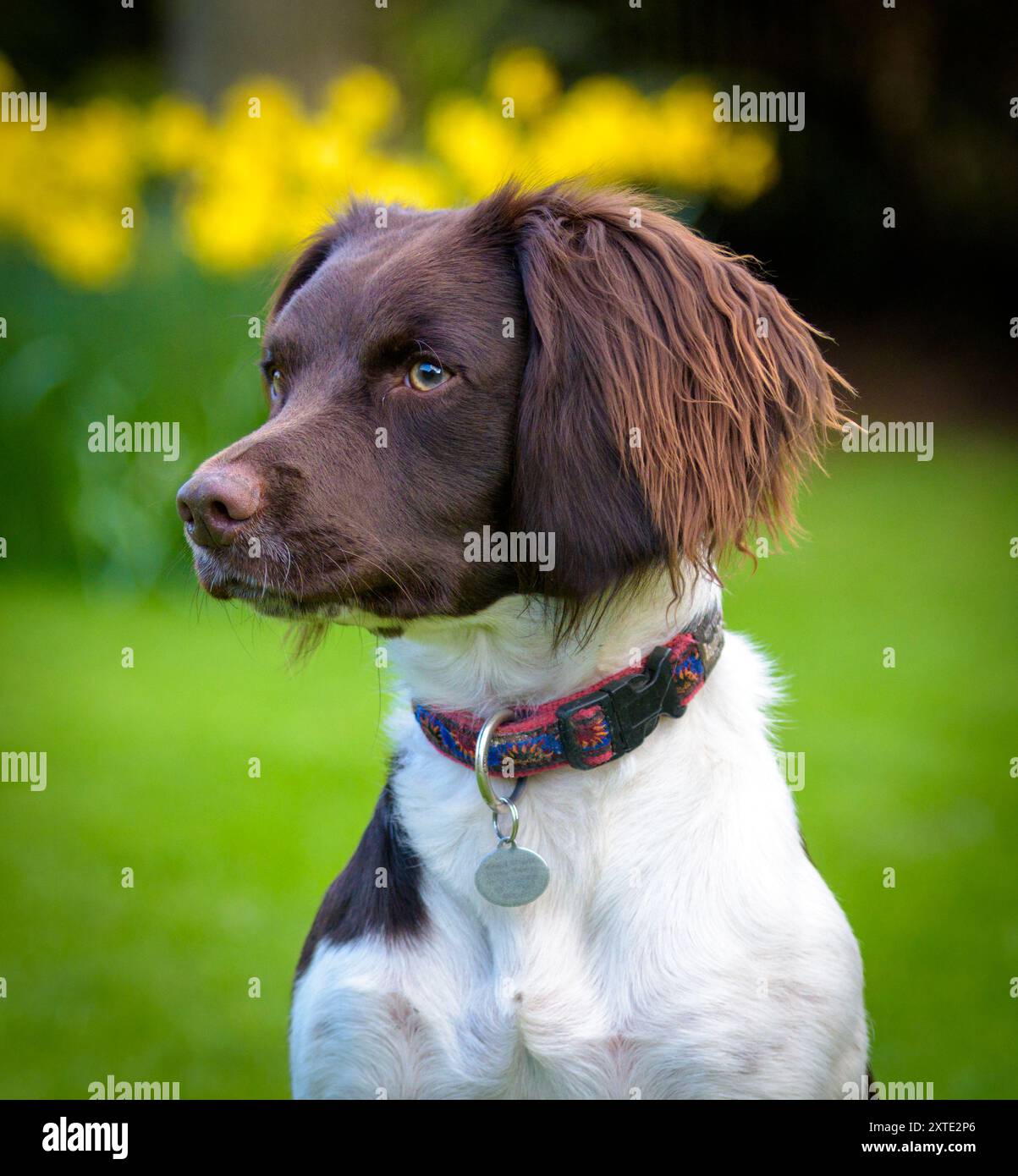 Liver and White English Springer Spaniel Enjoying the Sun on a Grassy ...