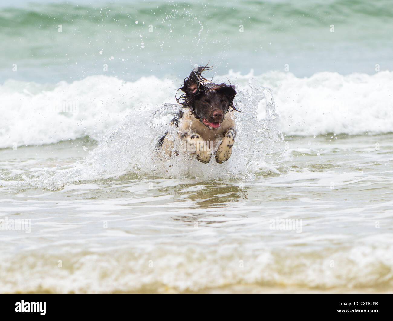English Springer Spaniel at the Beach, Leaping and Jumping Through the ...
