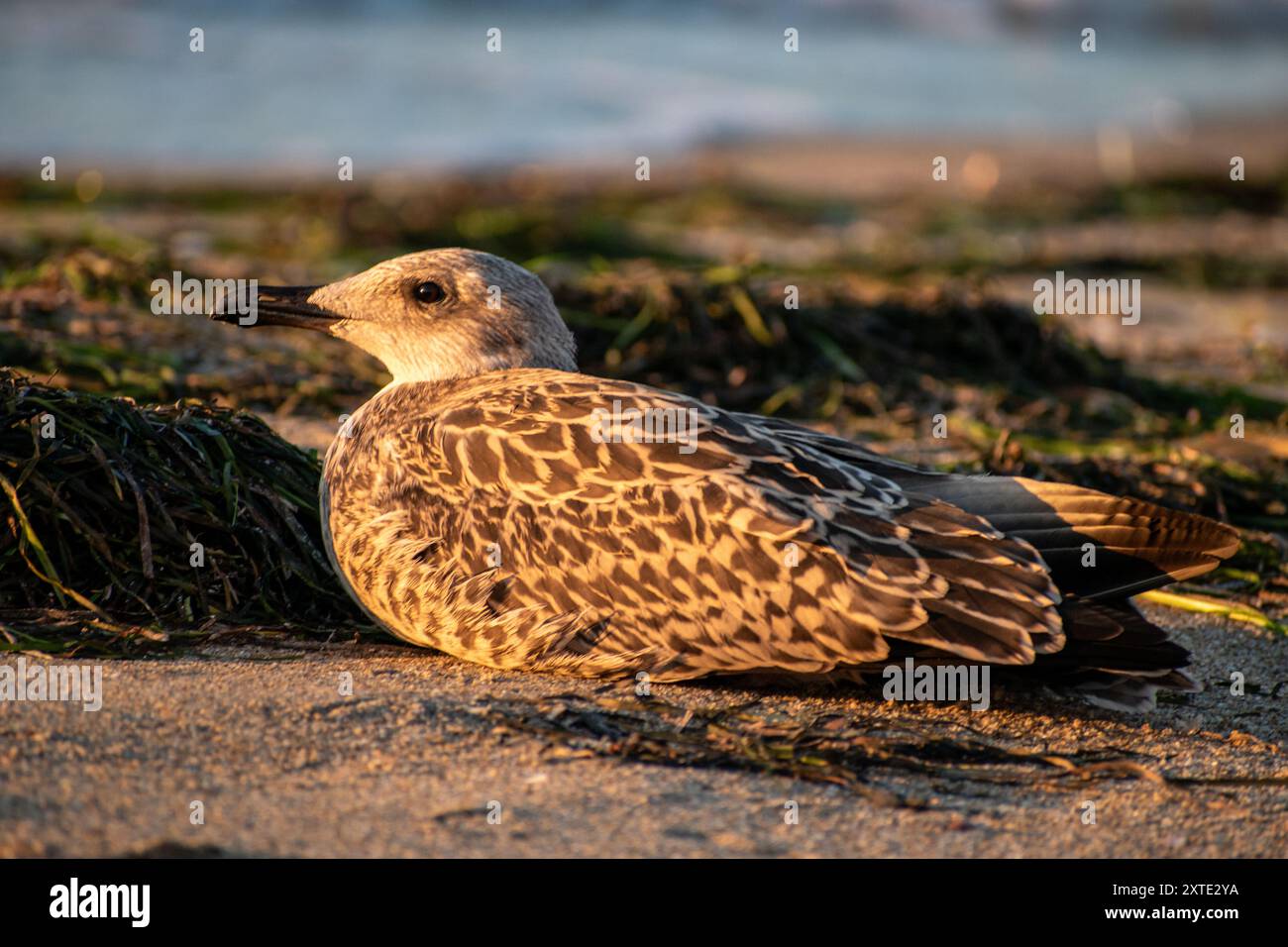 Baby seagull wait at the beach his mom Stock Photo - Alamy