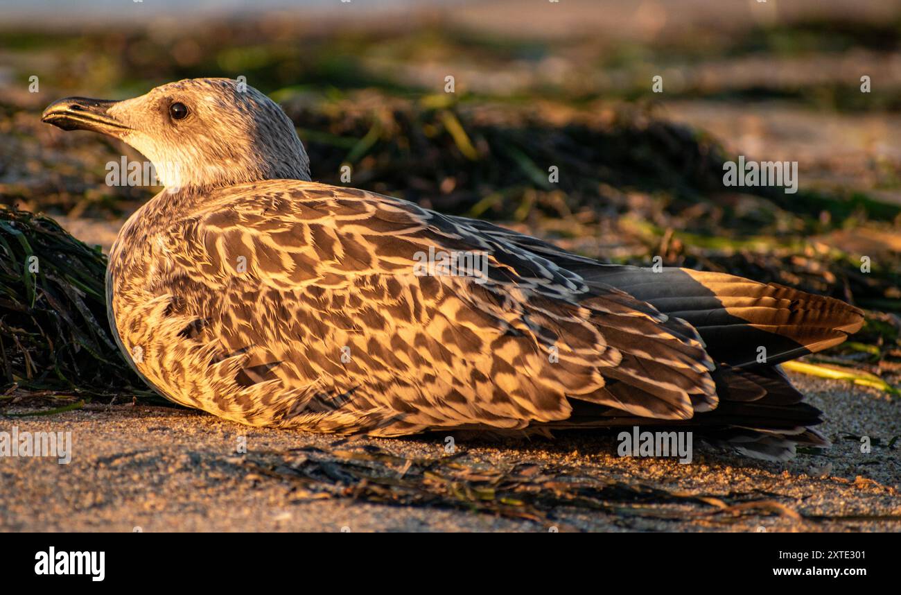 Baby seagull wait at the beach his mom Stock Photo - Alamy