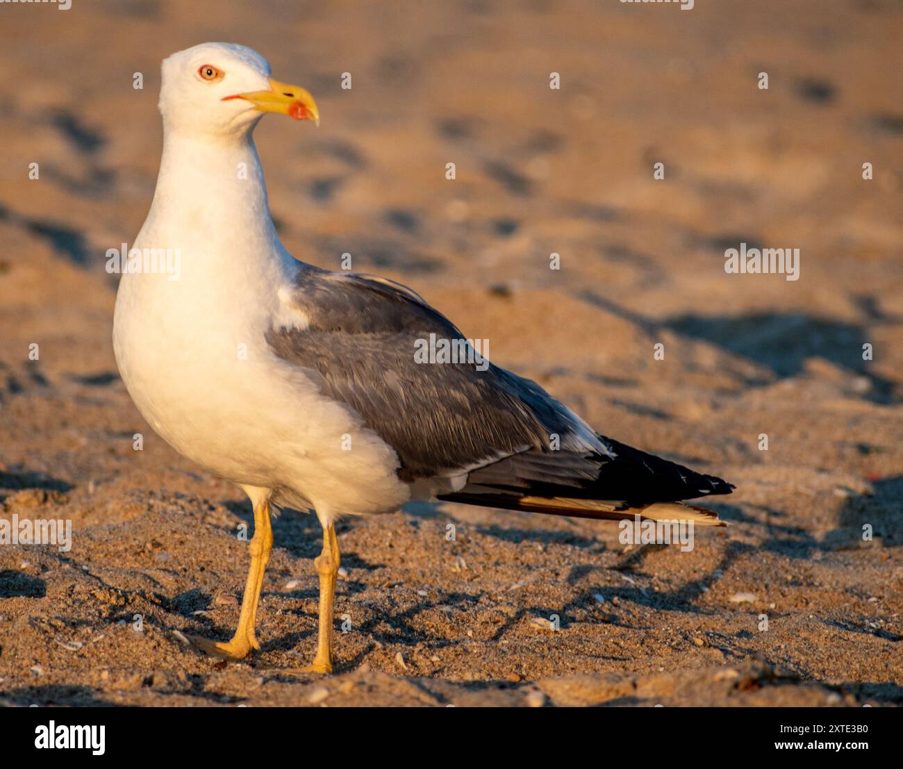Angry seagull beach hi-res stock photography and images - Alamy