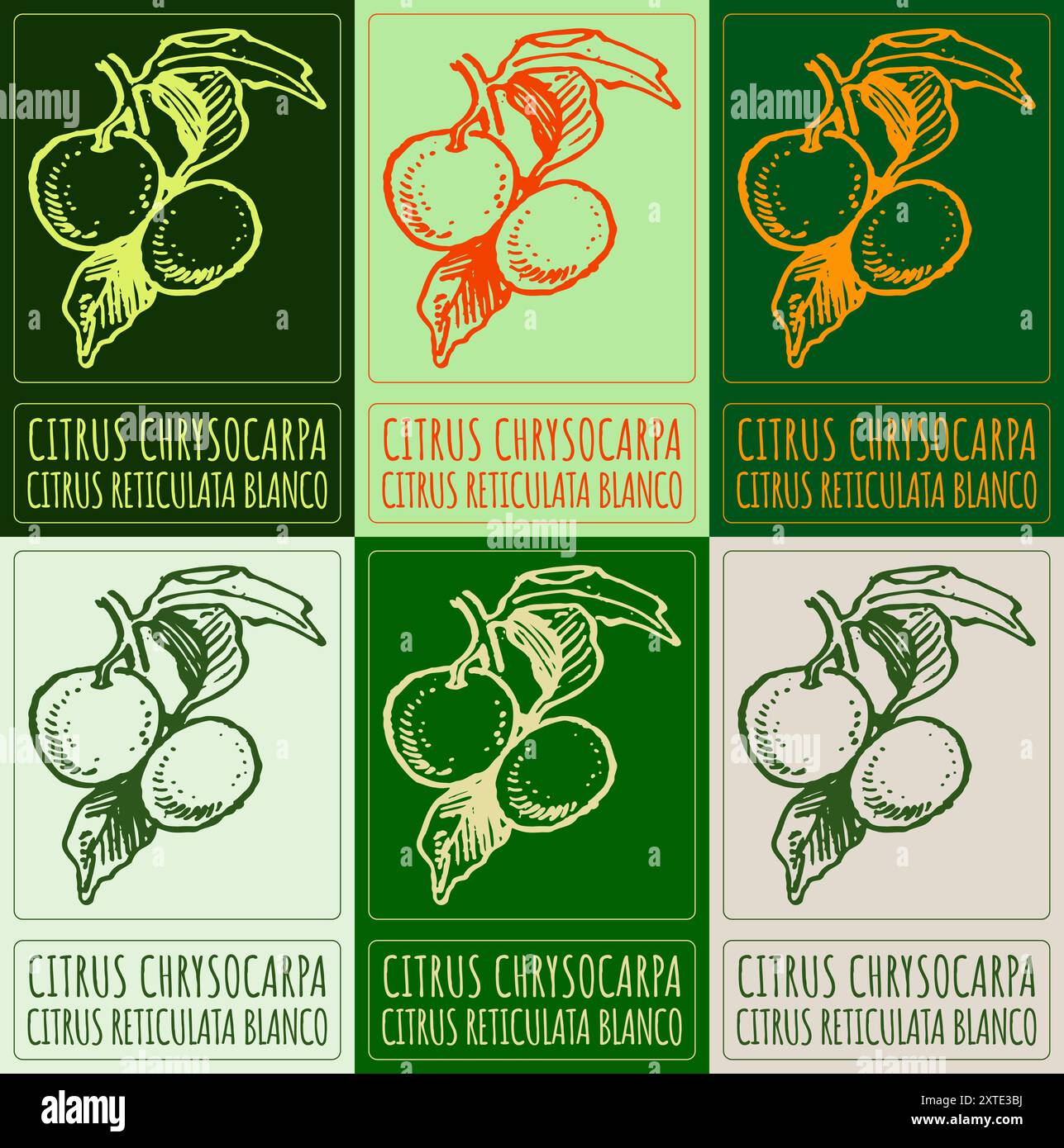 Set of vector drawing CITRUS CHRYSOCARPA in various colors. Hand drawn ...
