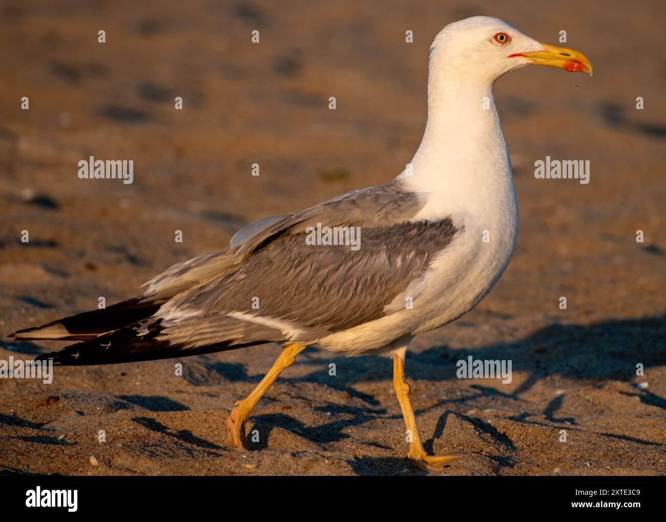 Angry seagull beach hi-res stock photography and images - Alamy