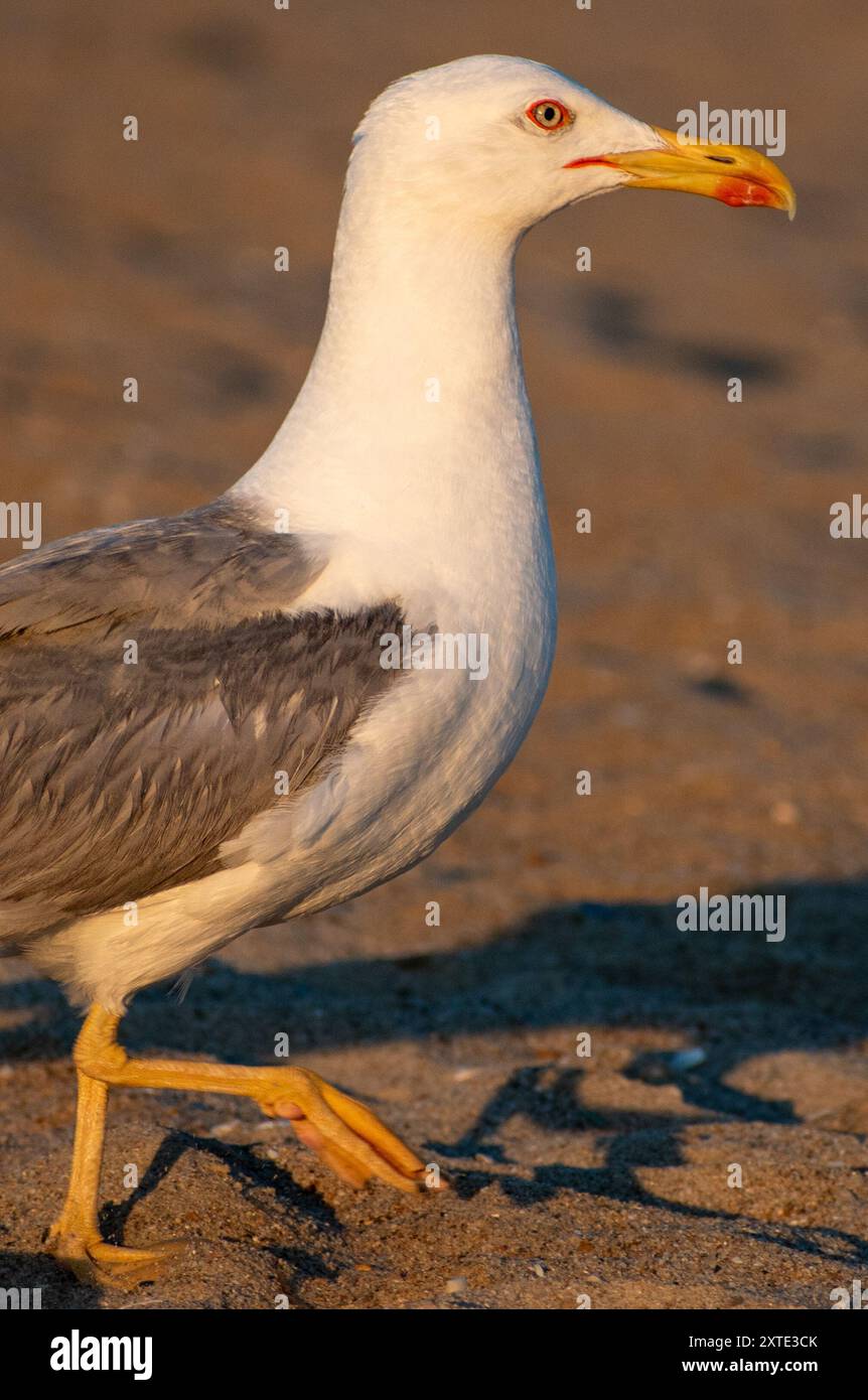 Angry seagull beach hi-res stock photography and images - Alamy