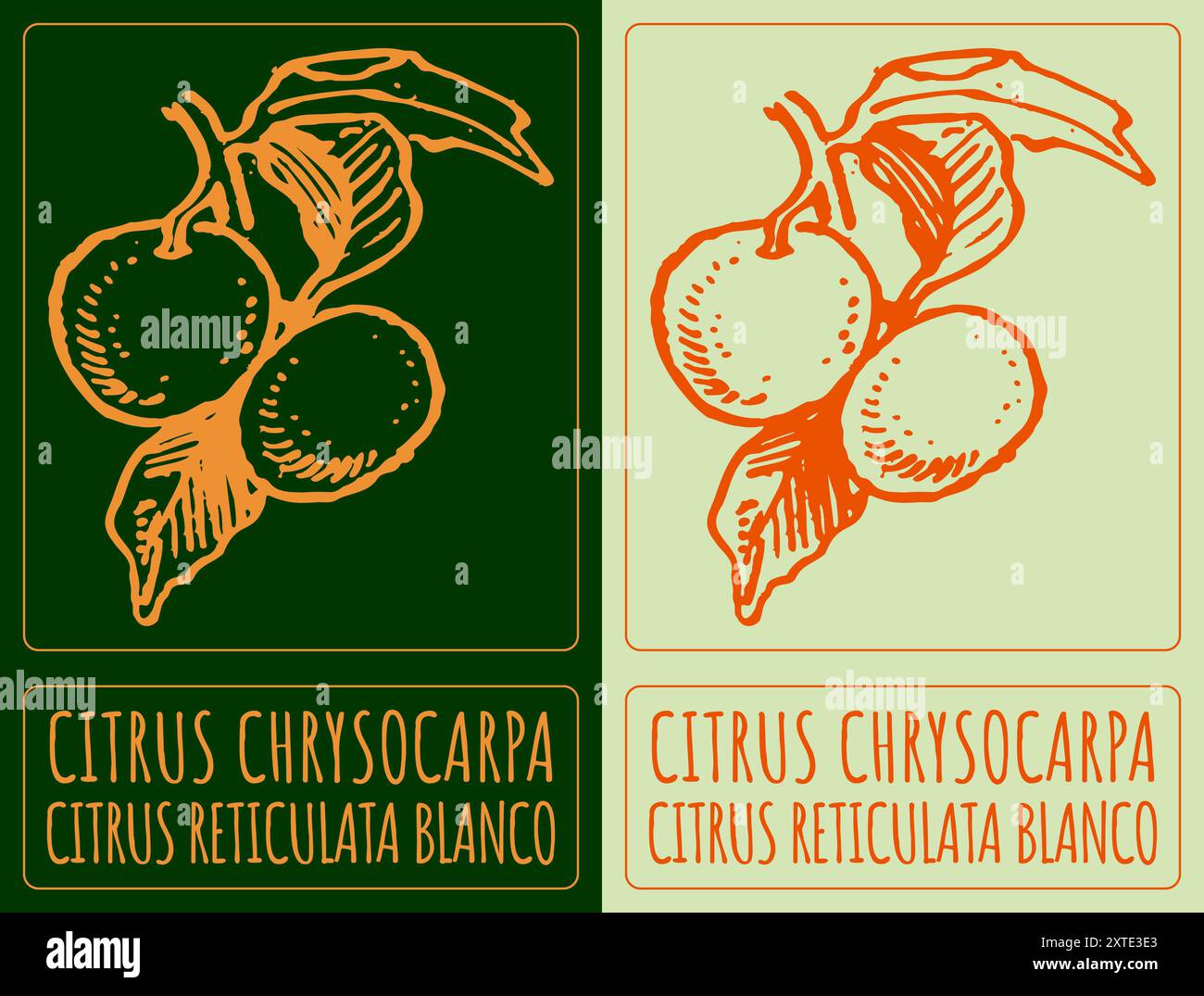 Vector drawing CITRUS CHRYSOCARPA. Hand drawn illustration. Latin name ...