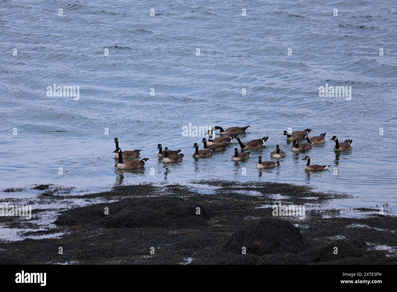 family of Canada Geese Stock Photo - Alamy