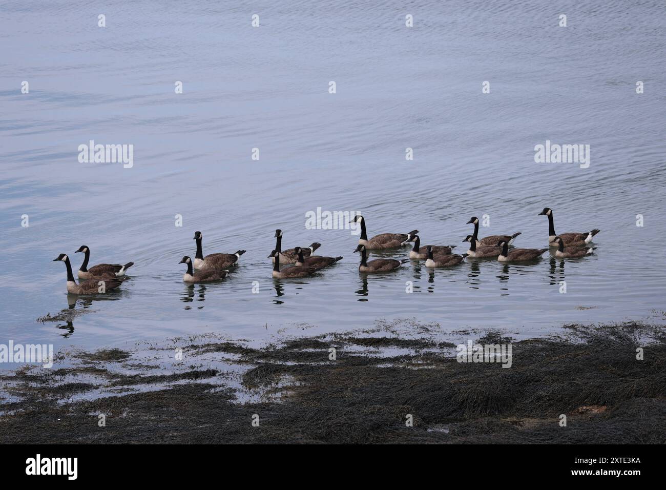 Avian family life hi-res stock photography and images - Alamy