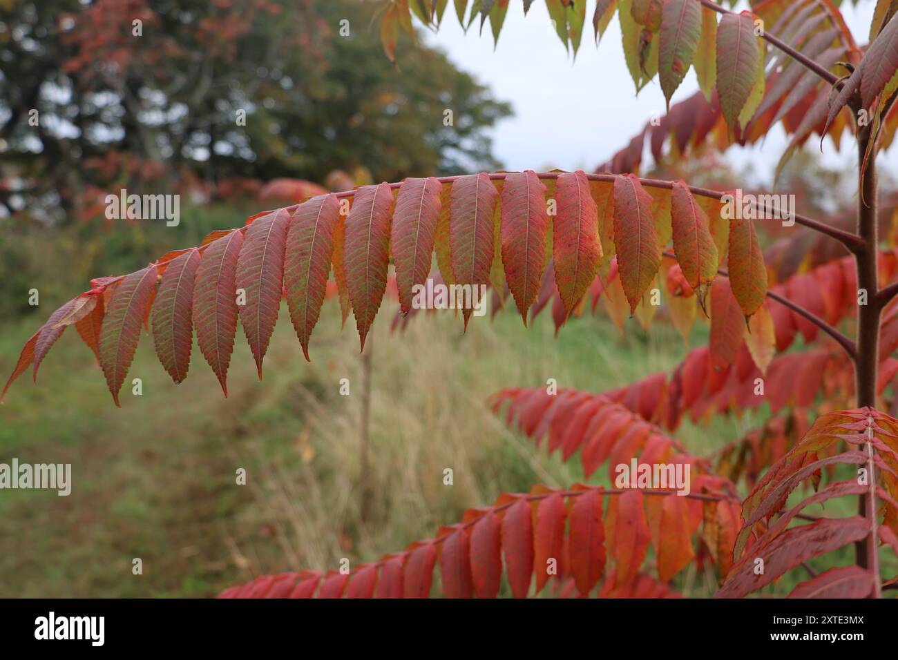 Elongated branch hi-res stock photography and images - Alamy