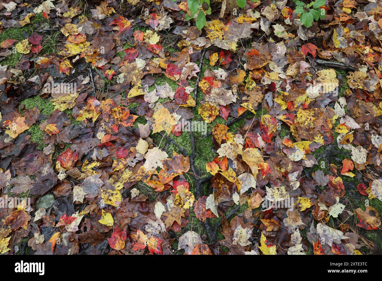 Stuck in floor hi-res stock photography and images - Alamy