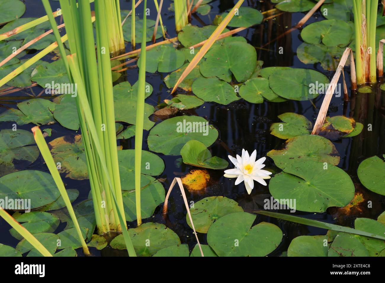 Lotus blossom in vernal pond with reeds, calm Stock Photo - Alamy
