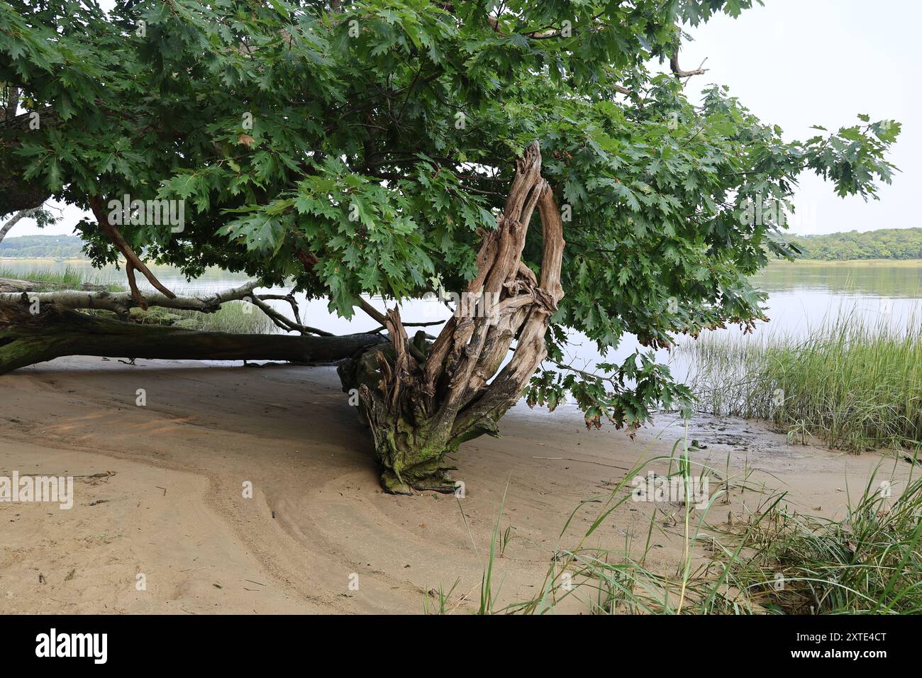 fallen Oak tree in estuary Stock Photo - Alamy