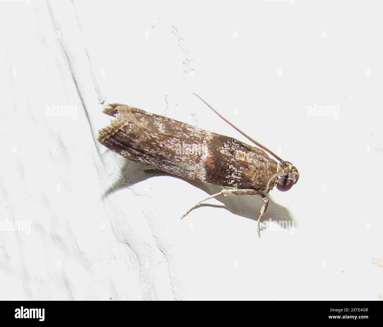 Knot-horn Moths (Phycitinae) Insecta Stock Photo - Alamy