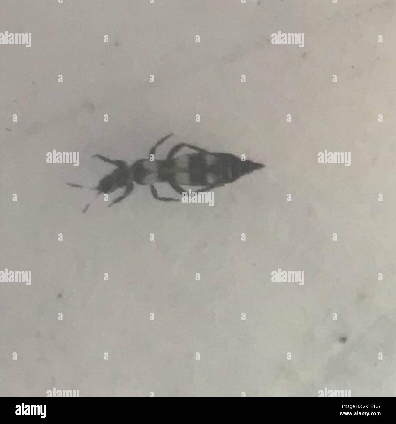 Thrips (Thysanoptera) Insecta Stock Photo - Alamy