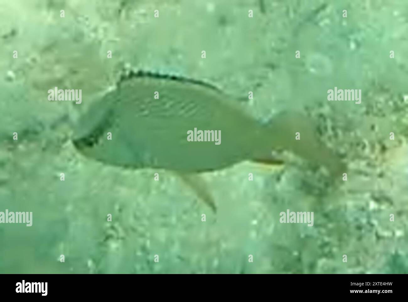 Gray Snapper (Lutjanus griseus) Actinopterygii Stock Photo - Alamy