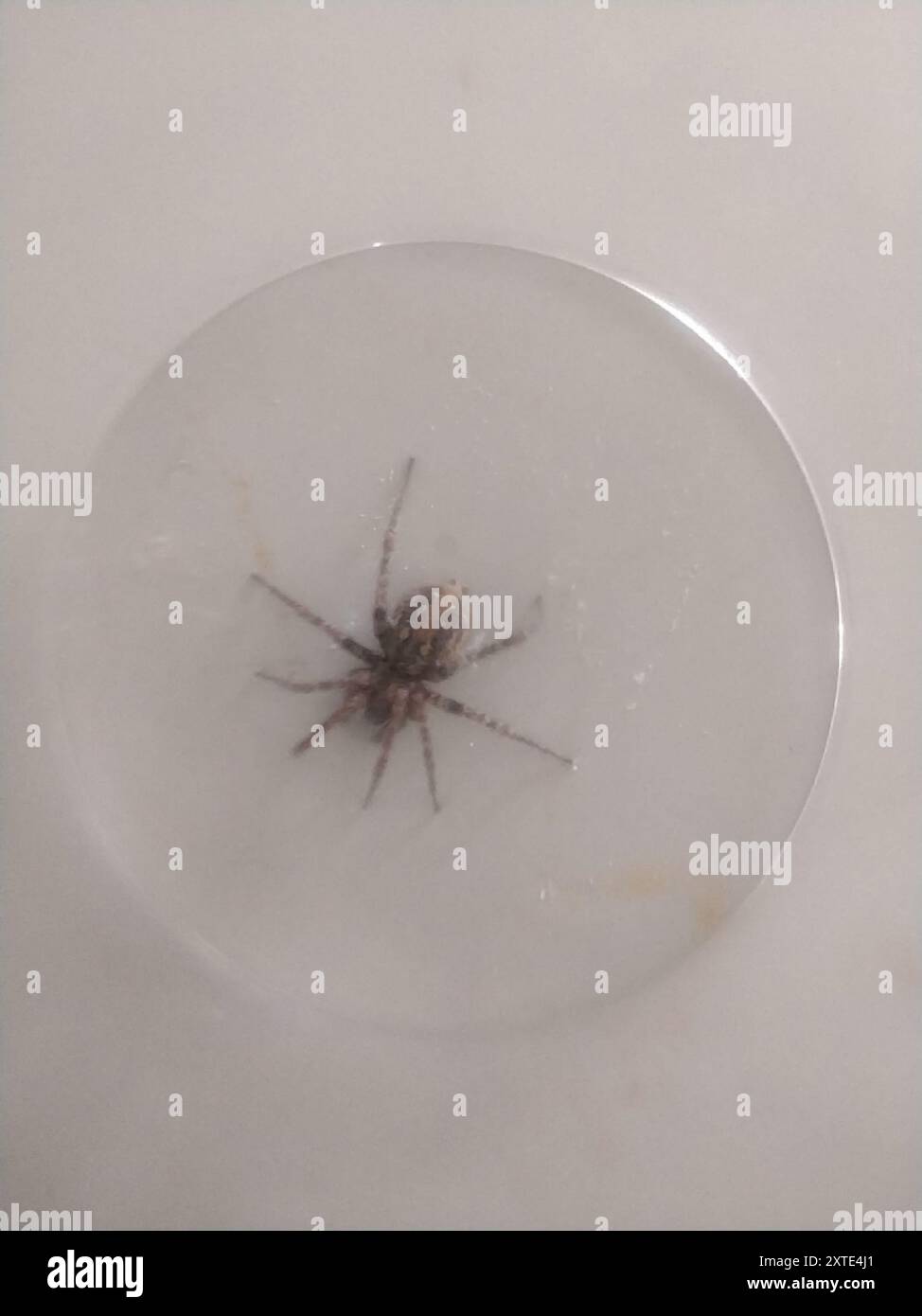 House Funnel-web Spiders (Tegenaria) Arachnida Stock Photo - Alamy