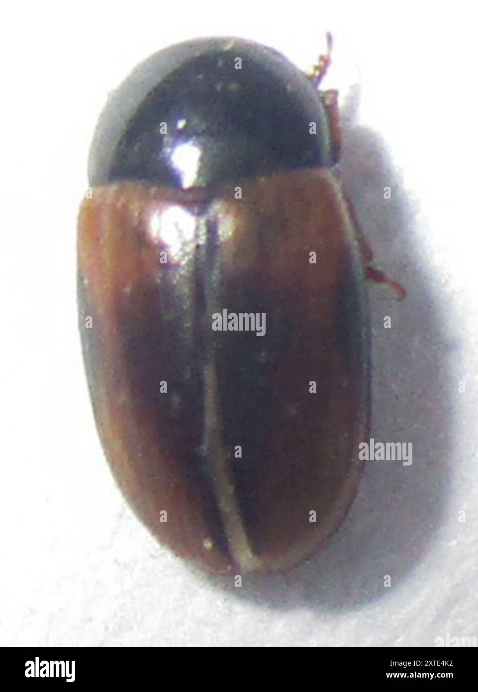 Beetles (Coleoptera) Insecta Stock Photo - Alamy