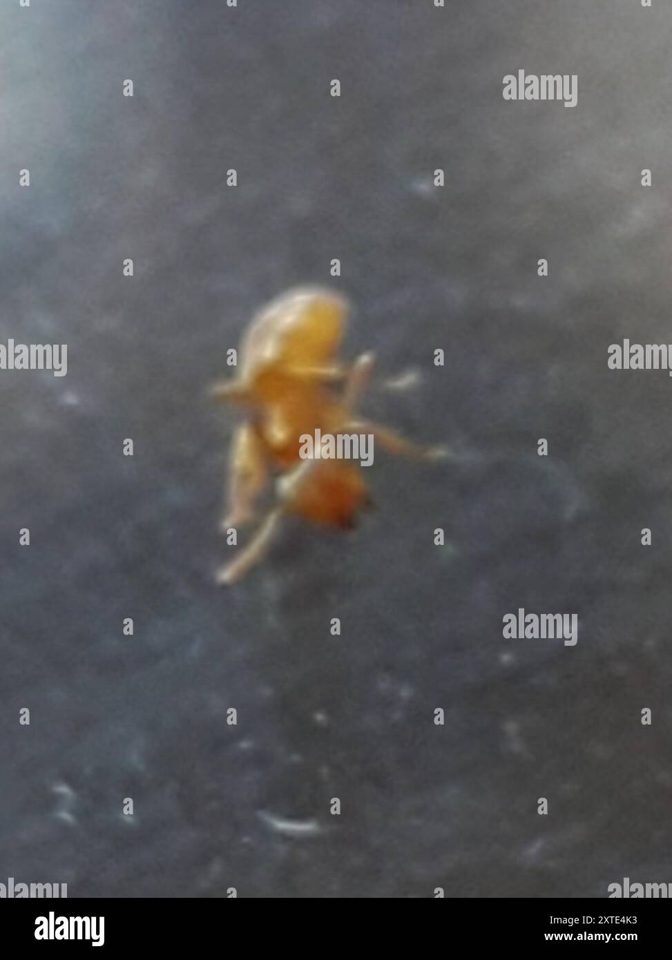 Citronella Ants, Fuzzy Ants, and Allies (Lasius) Insecta Stock Photo ...