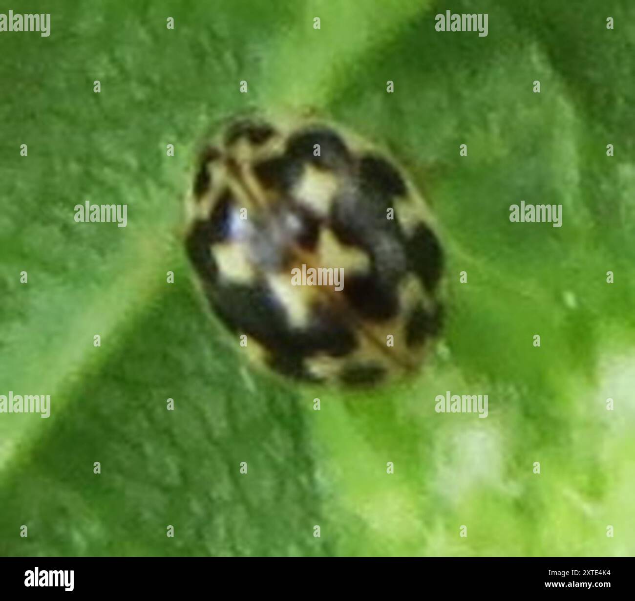 Twenty-spotted Lady Beetle (Psyllobora vigintimaculata) Insecta Stock ...