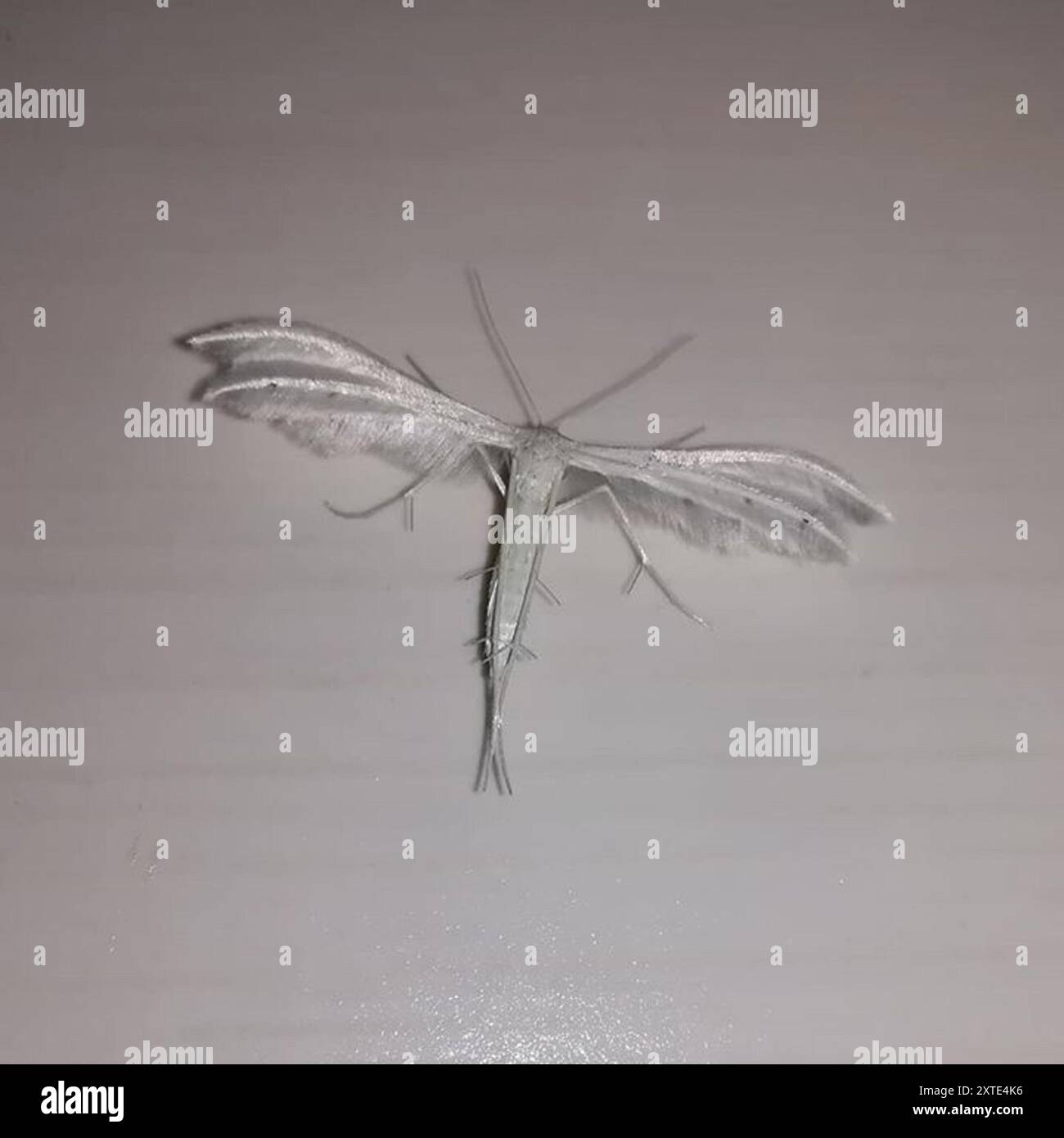 Plume Moths (Pterophoridae) Insecta Stock Photo - Alamy