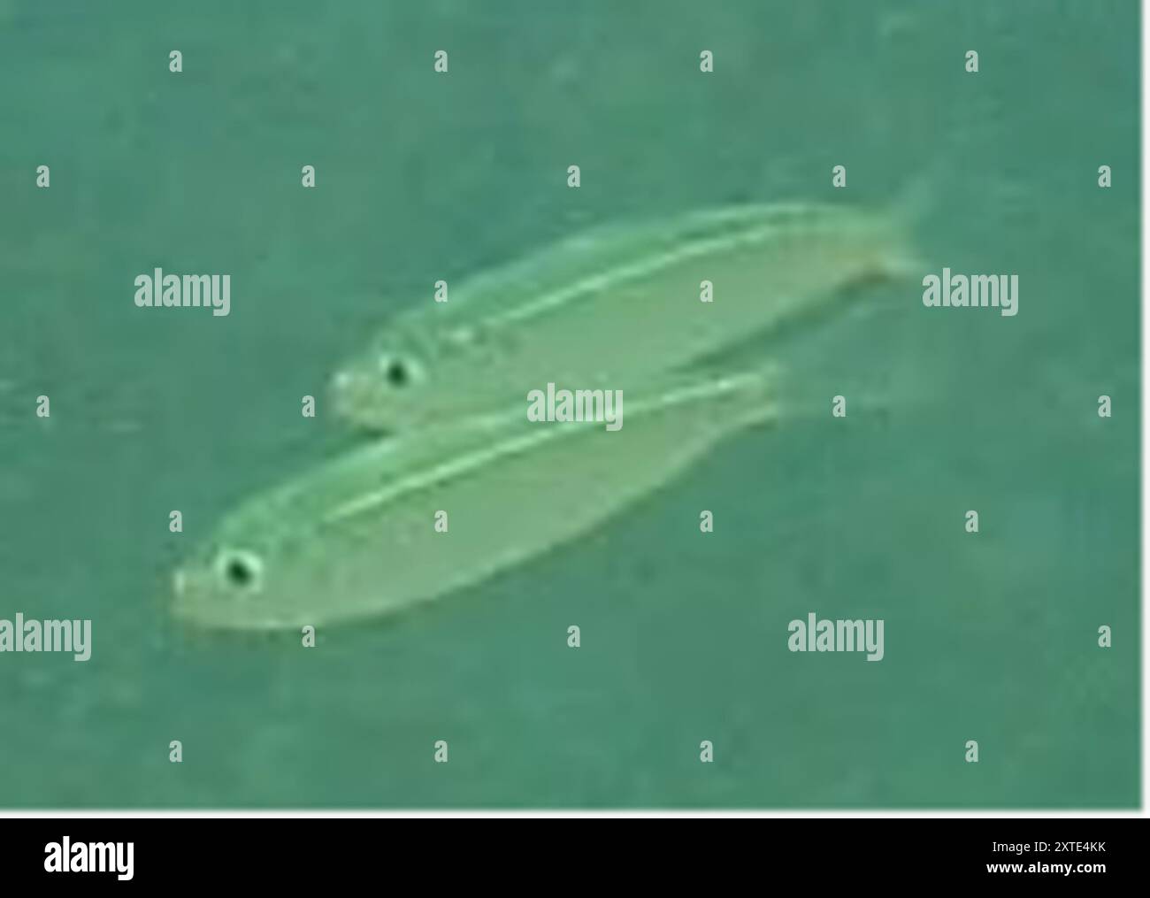 Redear Herring (Harengula humeralis) Actinopterygii Stock Photo - Alamy