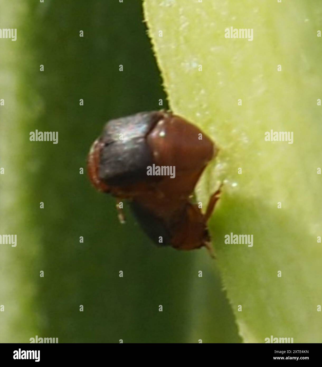 Yucca Beetle (Caplothorax melanopterus) Insecta Stock Photo - Alamy