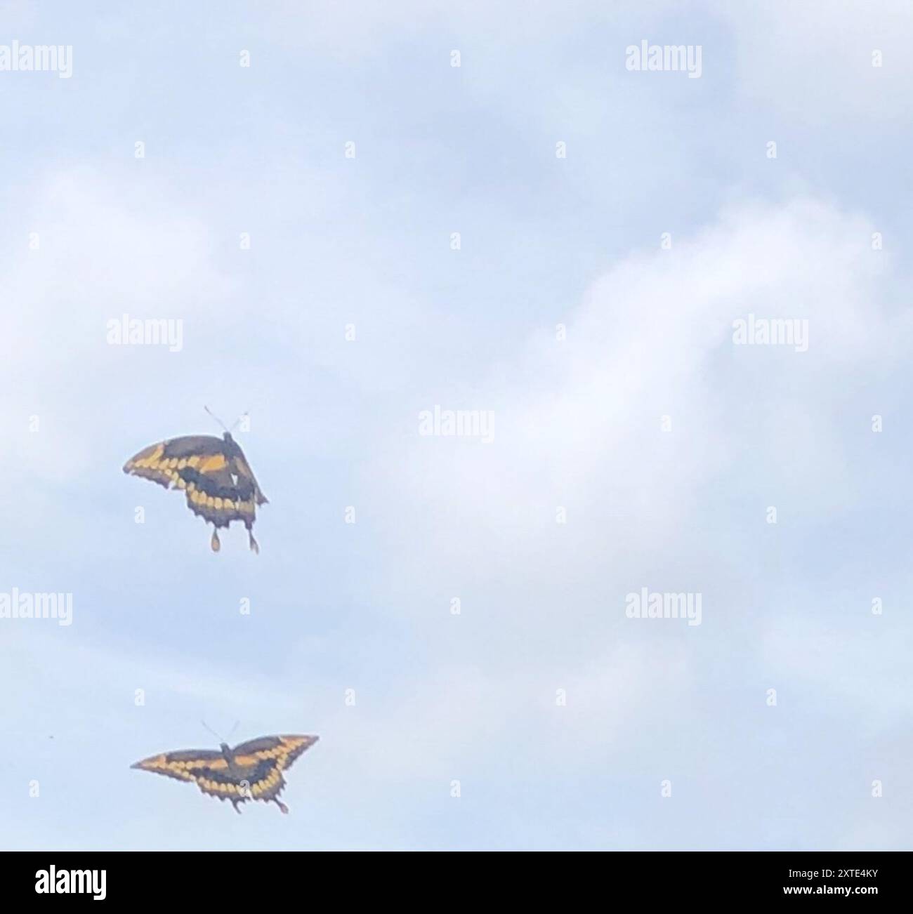 Eastern Giant Swallowtail (Heraclides cresphontes) Insecta Stock Photo ...