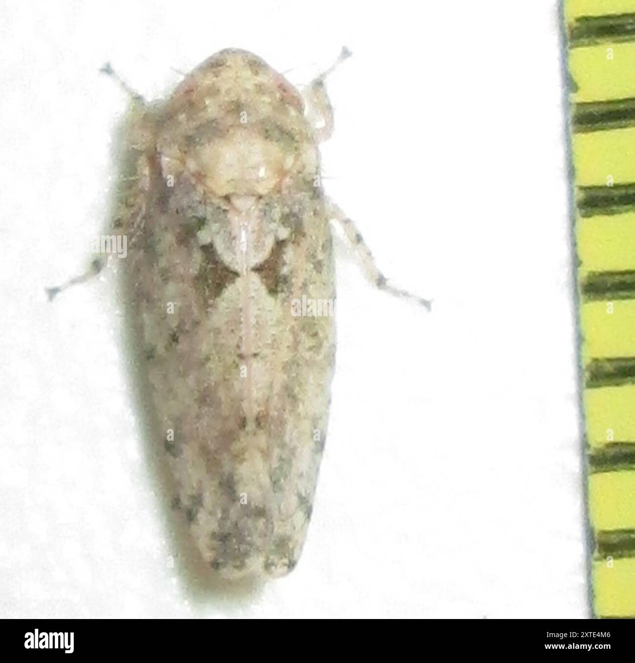 Typical Leafhoppers (Cicadellidae) Insecta Stock Photo - Alamy