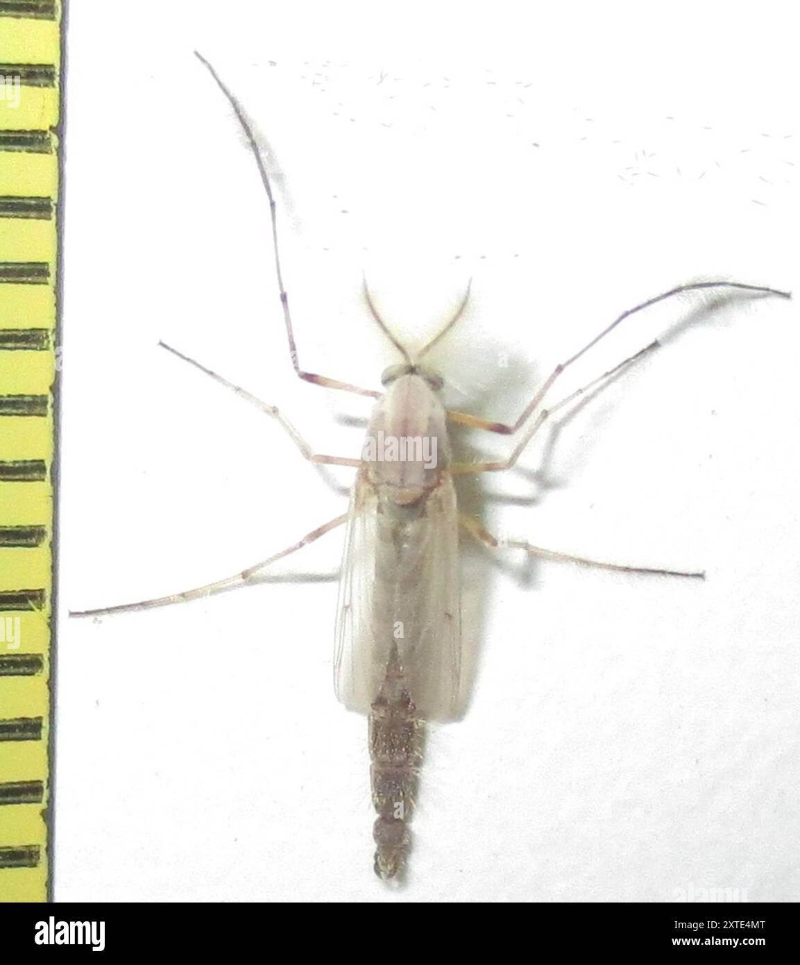 Non-biting Midges (Chironomidae) Insecta Stock Photo - Alamy