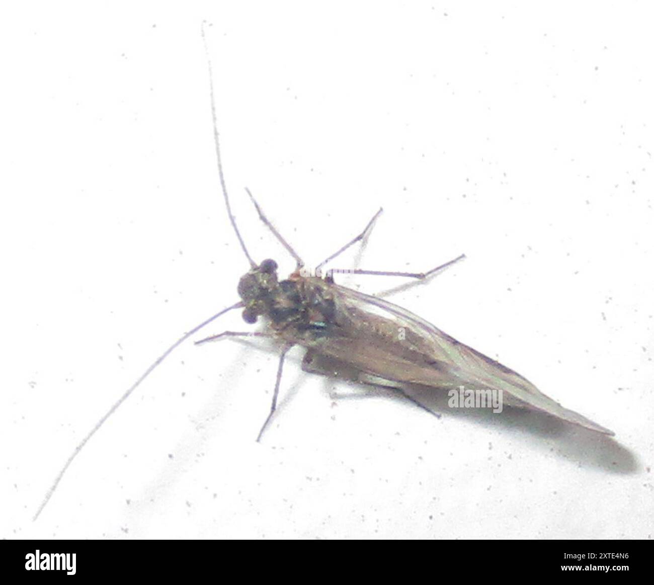 Barklice, Booklice, and Parasitic Lice (Psocodea) Insecta Stock Photo ...