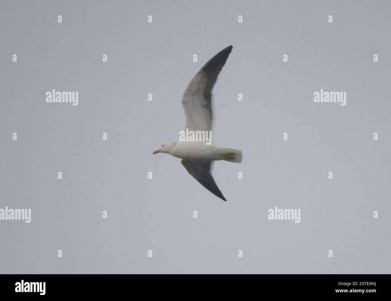 Kelp Gull (Larus dominicanus) Aves Stock Photo - Alamy