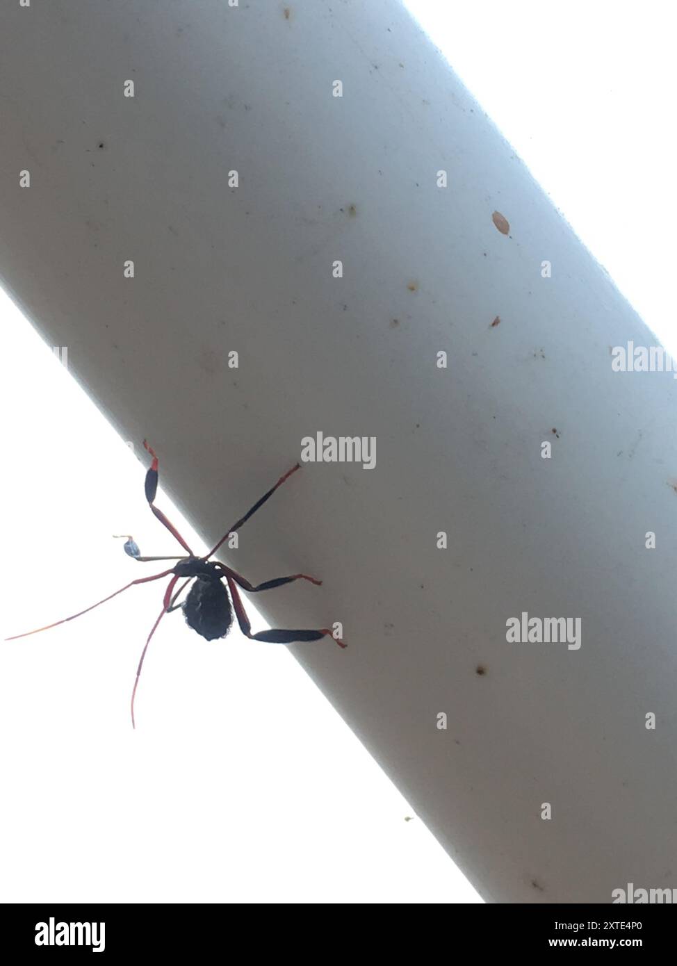 Spine-headed Bugs (Acanthocephala) Insecta Stock Photo - Alamy