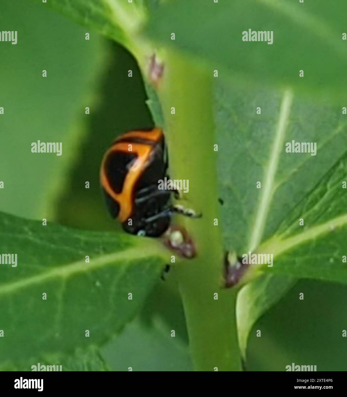 Swamp Milkweed Leaf Beetle (Labidomera clivicollis) Insecta Stock Photo ...