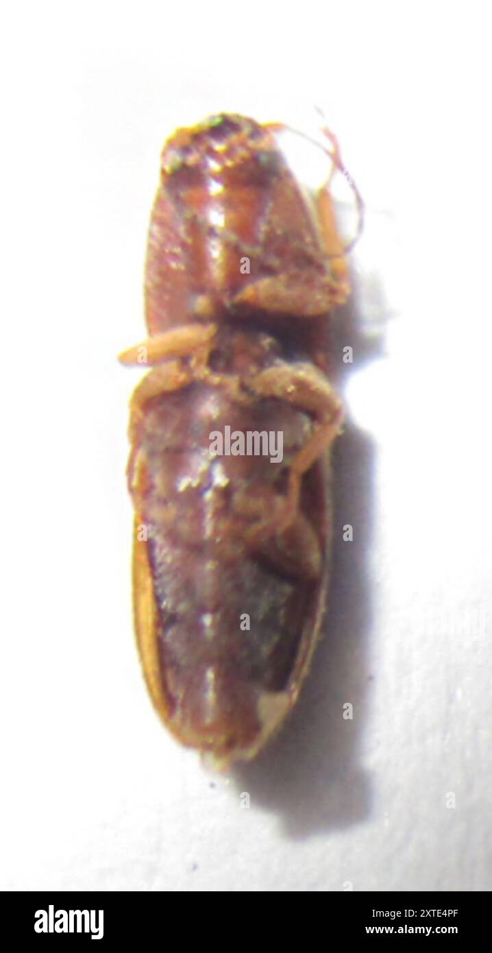 Click Beetles (Elateridae) Insecta Stock Photo - Alamy