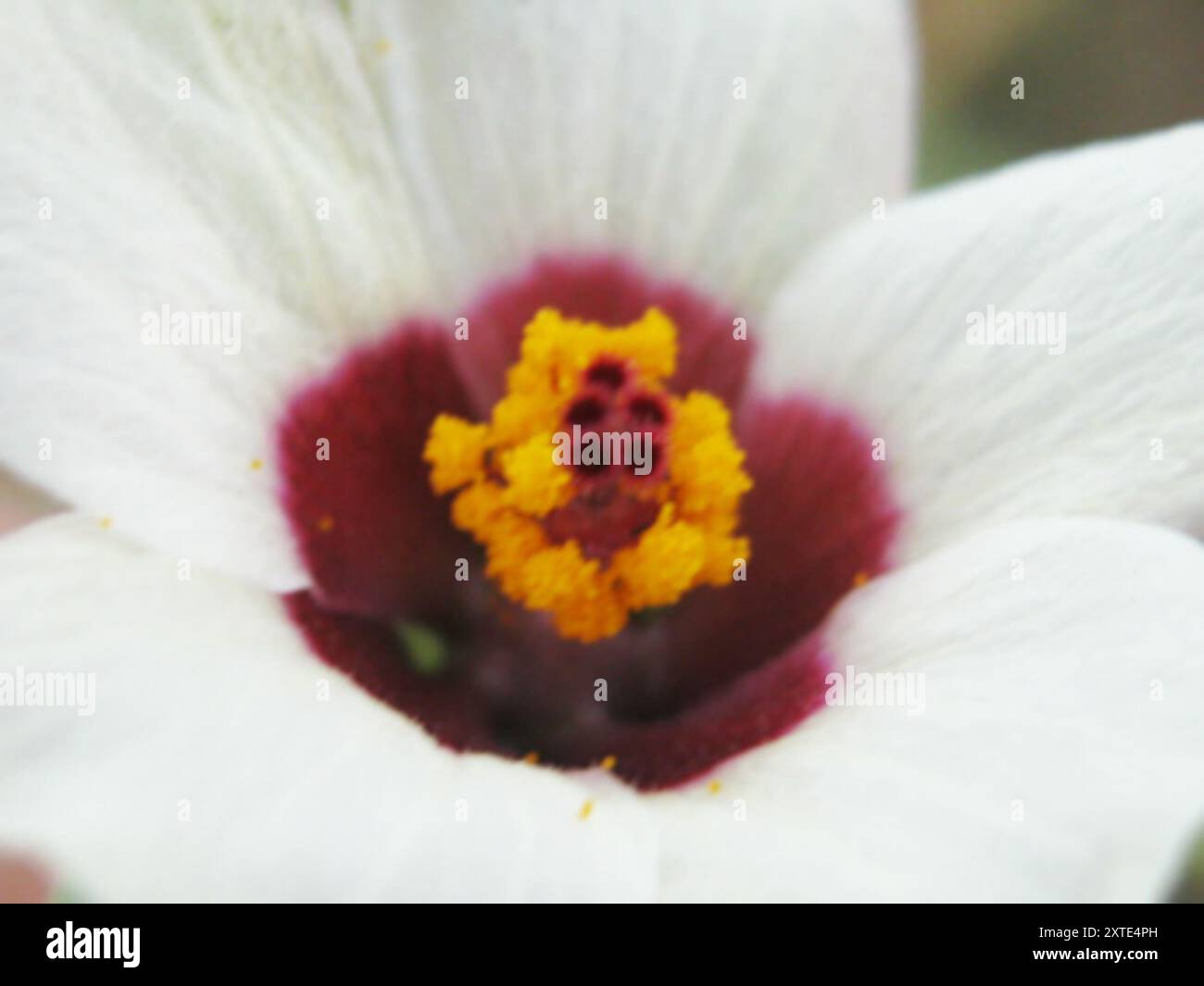 flower-of-an-hour (Hibiscus trionum) Plantae Stock Photo - Alamy