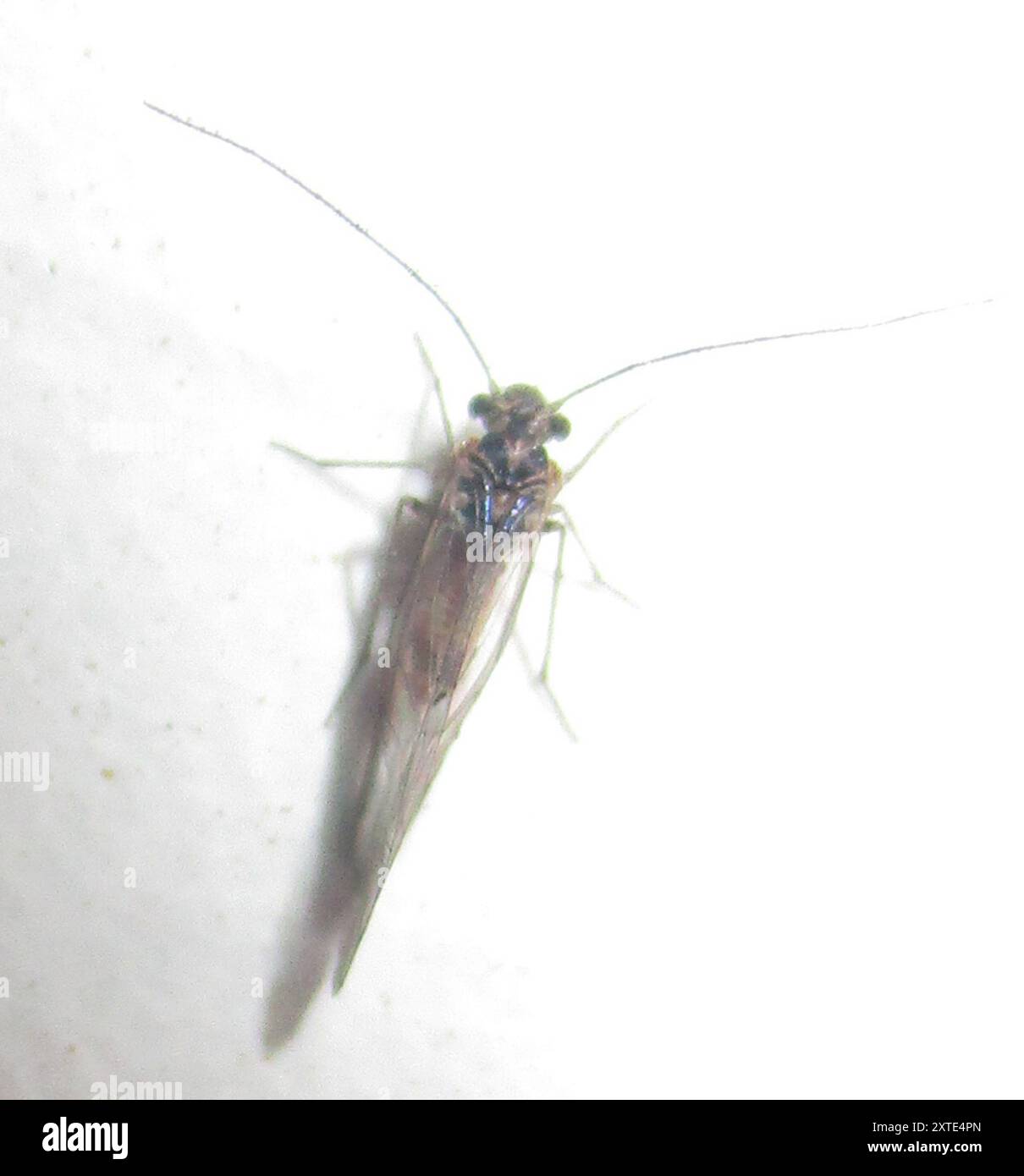 Barklice, Booklice, and Parasitic Lice (Psocodea) Insecta Stock Photo ...