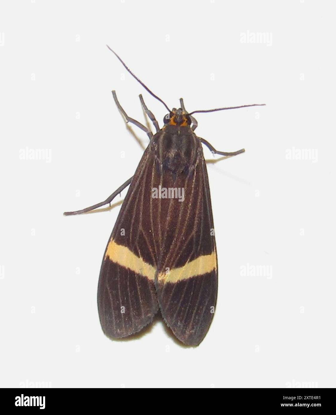 Aclytia heber hi-res stock photography and images - Alamy