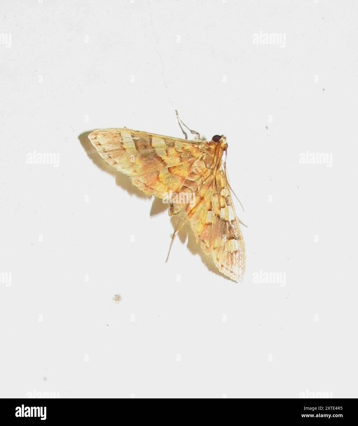 Pearl Moths (Spilomelinae) Insecta Stock Photo - Alamy