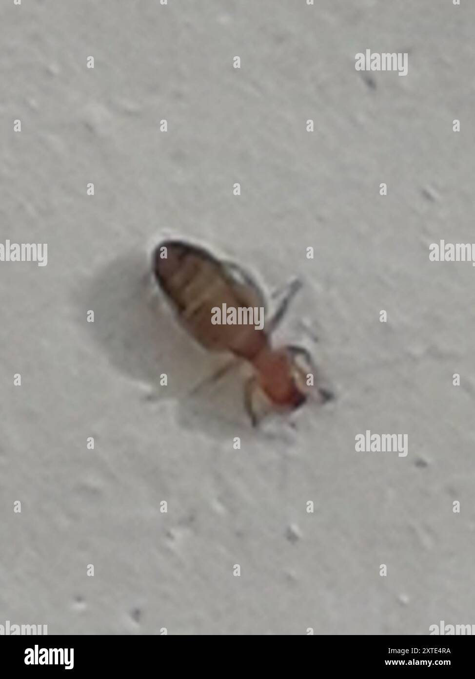 House Psocid (Liposcelis bostrychophila) Insecta Stock Photo - Alamy