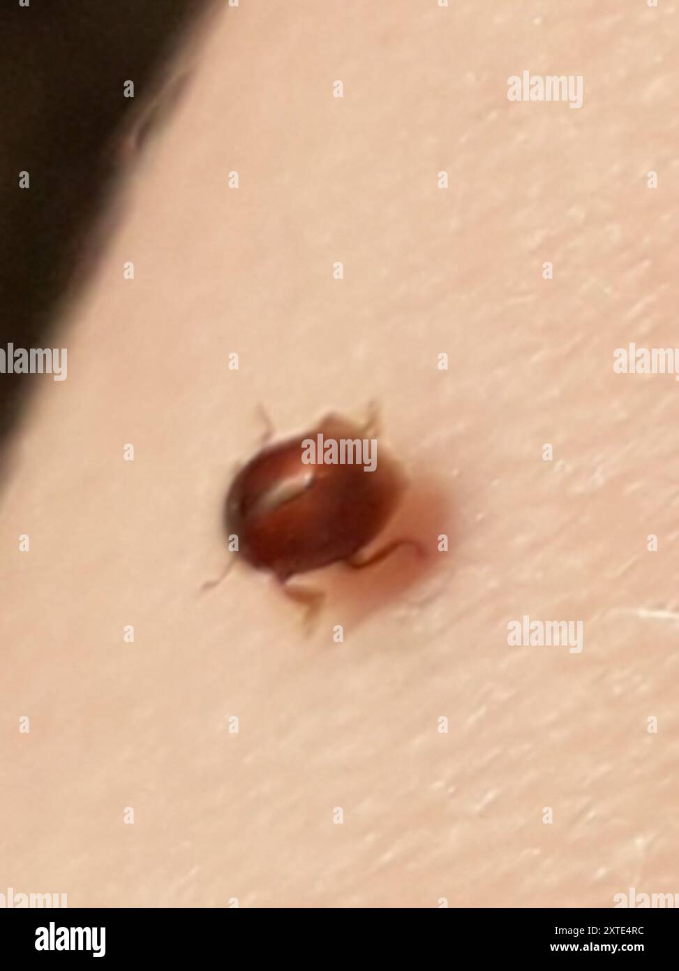 Coccidula hi-res stock photography and images - Alamy