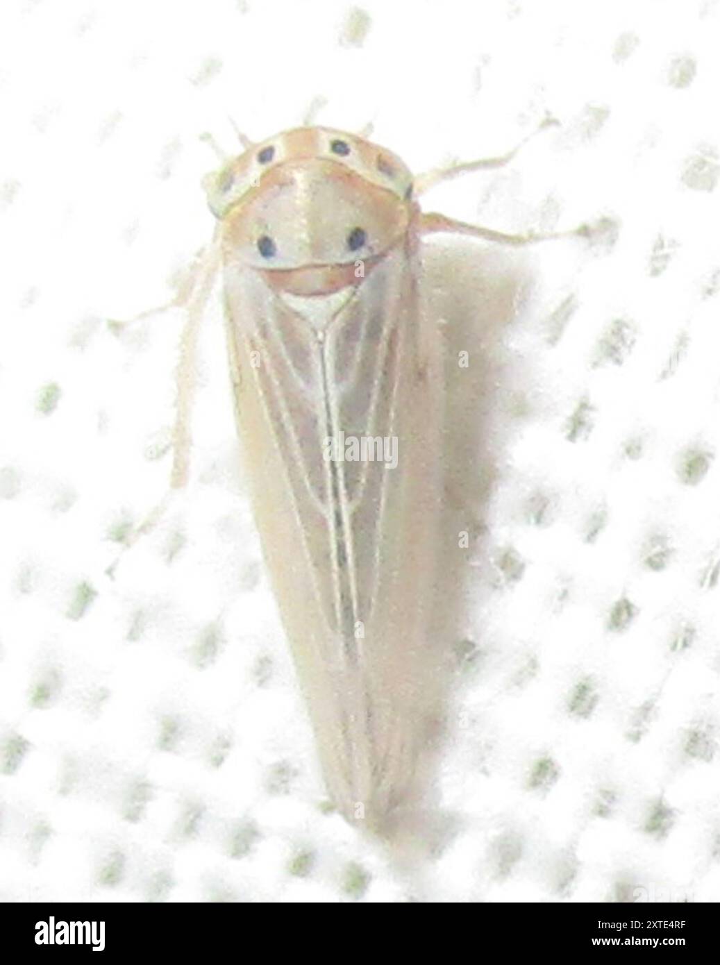 Typical Leafhoppers (Cicadellidae) Insecta Stock Photo - Alamy