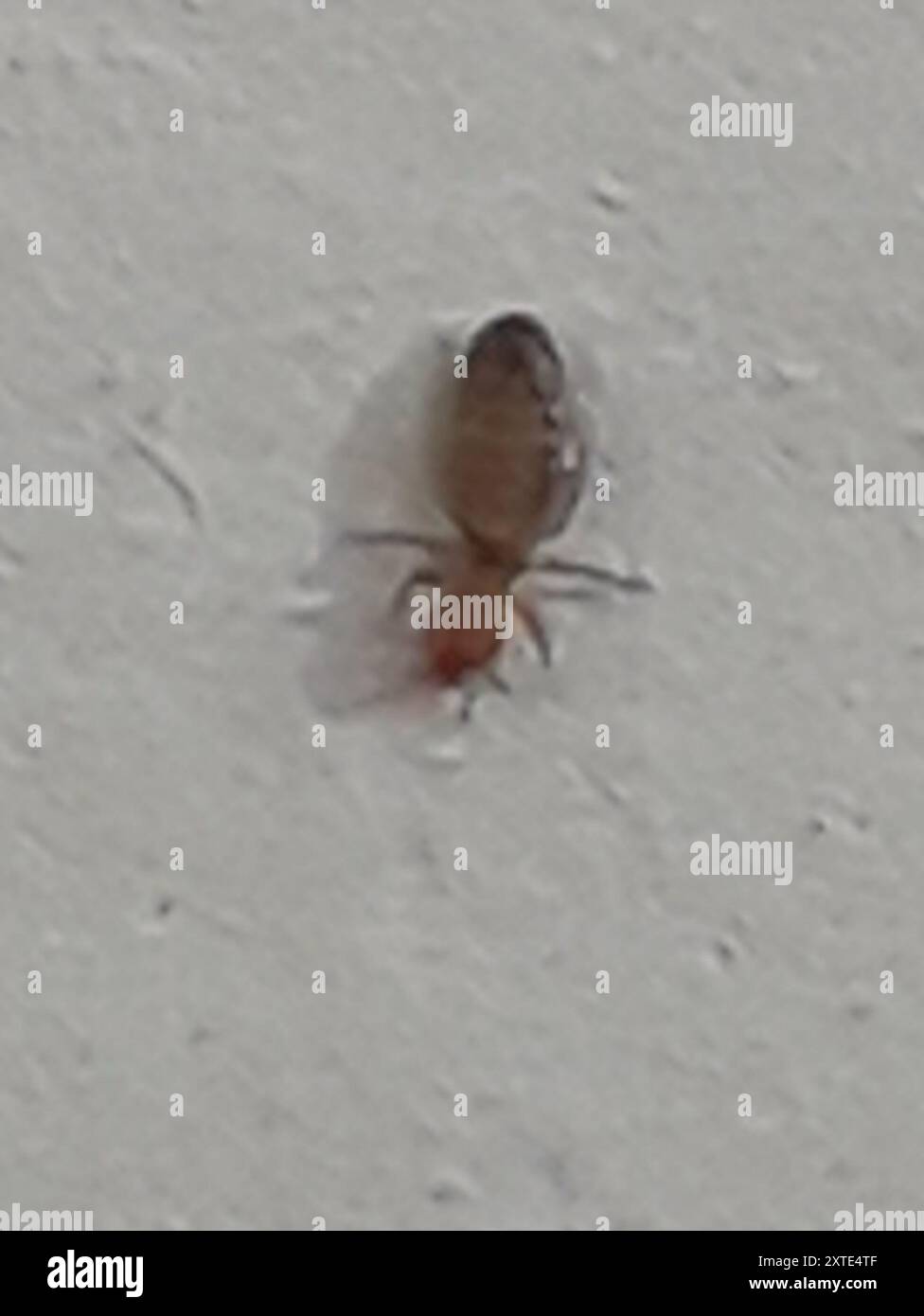 House Psocid (Liposcelis bostrychophila) Insecta Stock Photo - Alamy