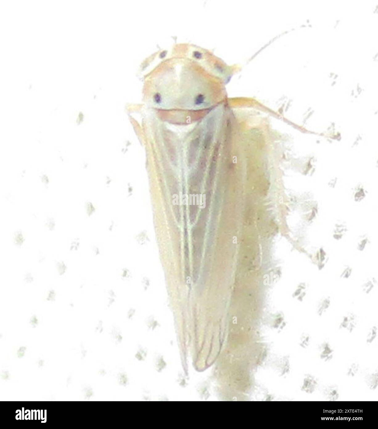 Typical Leafhoppers (Cicadellidae) Insecta Stock Photo - Alamy