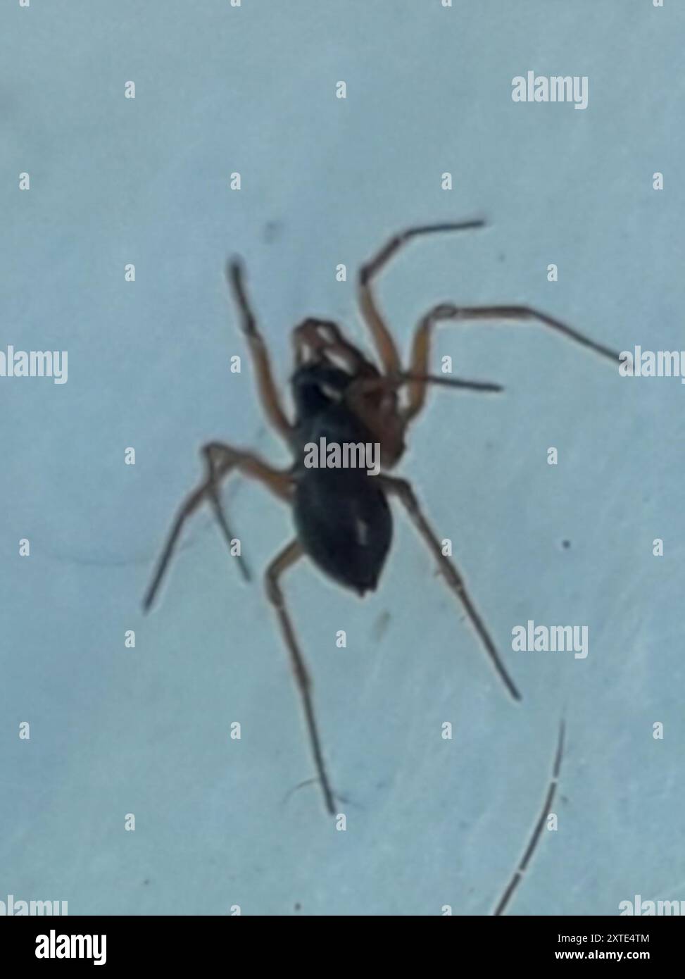 Dwarf Spiders (Erigoninae) Arachnida Stock Photo - Alamy
