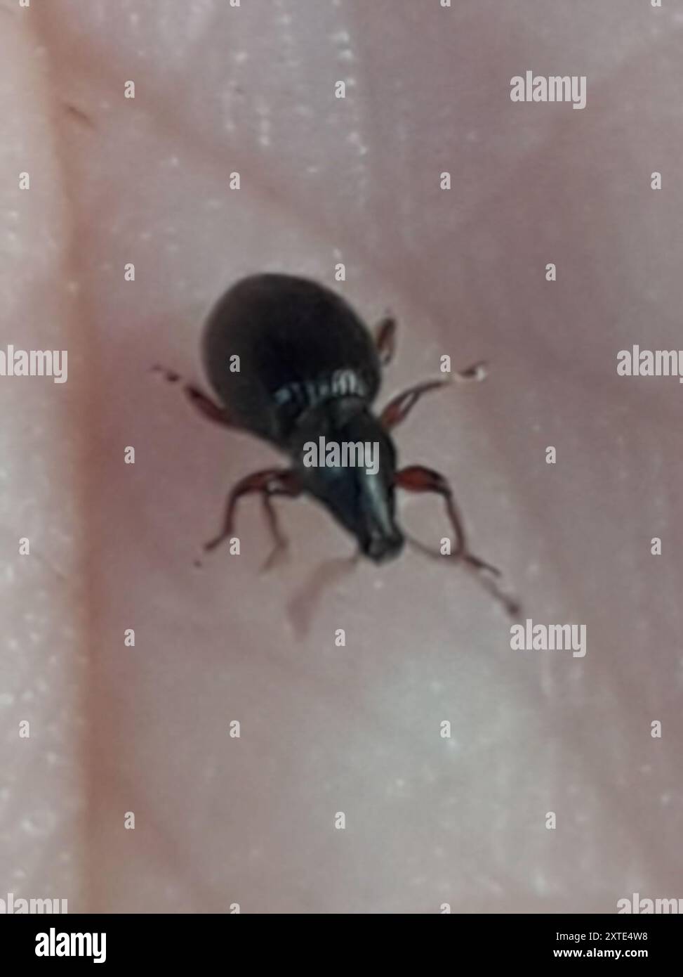 Hairy Spider Weevil (Barypeithes pellucidus) Insecta Stock Photo - Alamy