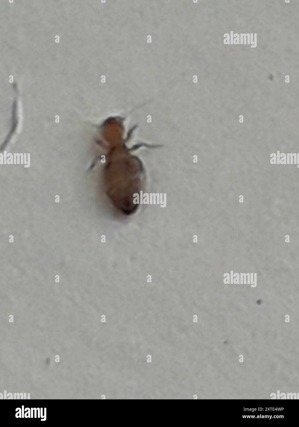 House Psocid (Liposcelis bostrychophila) Insecta Stock Photo - Alamy