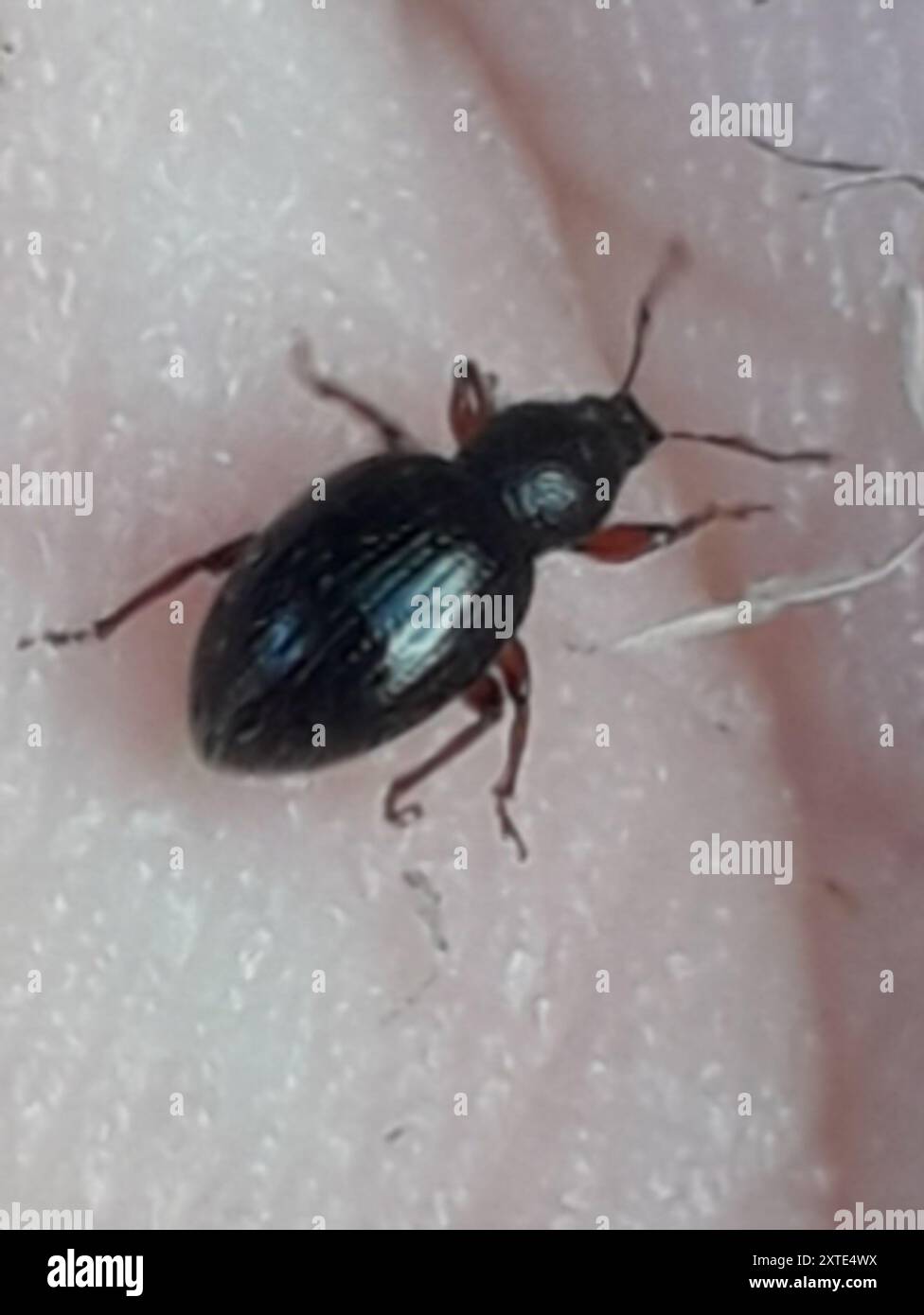 Hairy Spider Weevil (Barypeithes pellucidus) Insecta Stock Photo - Alamy