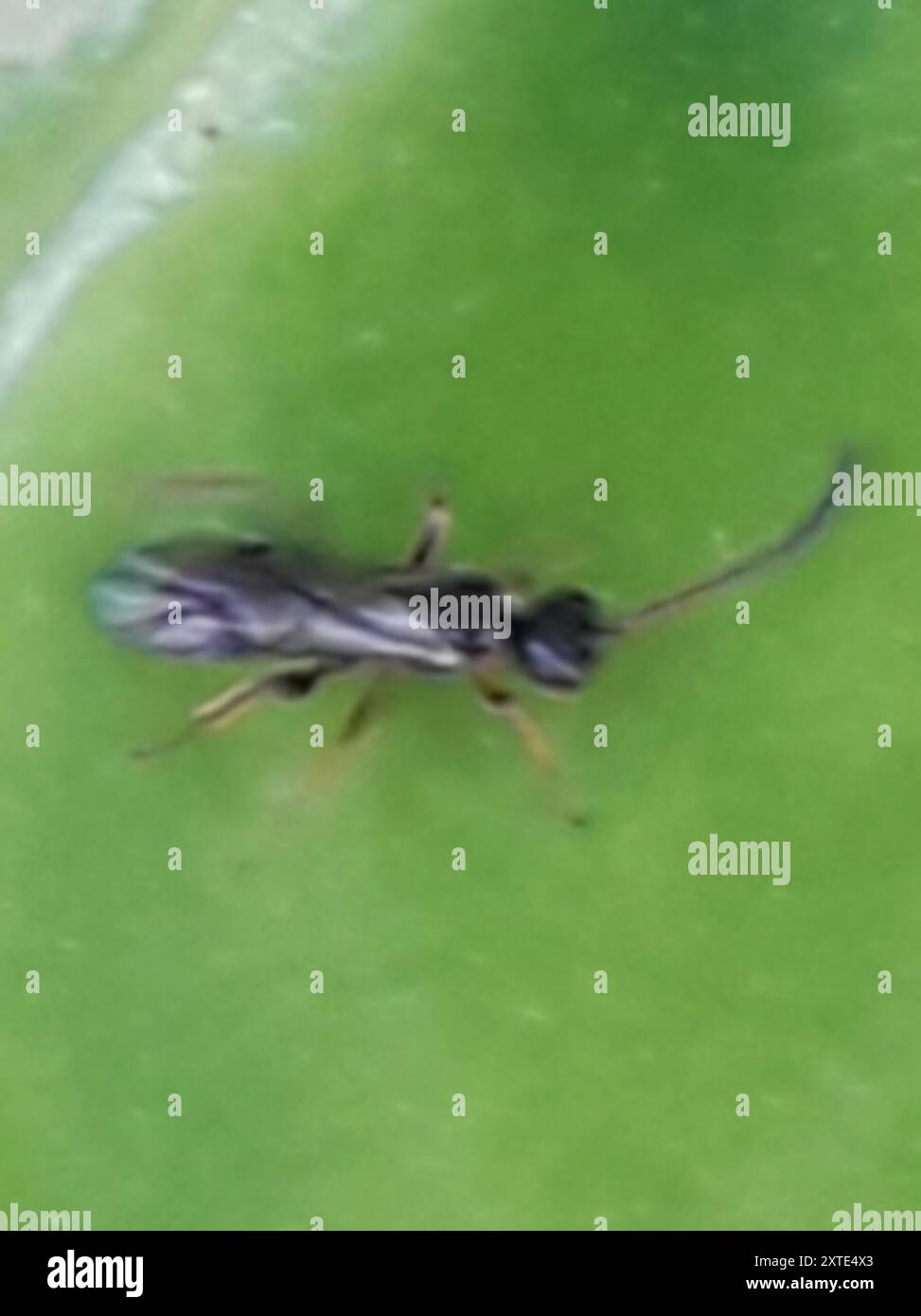 Narrow-waisted Wasps, Ants, and Bees (Apocrita) Insecta Stock Photo - Alamy